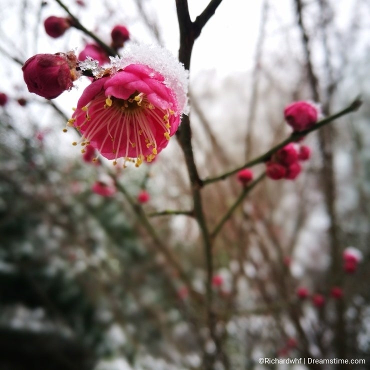 The Chinese spirit - Dreamstime