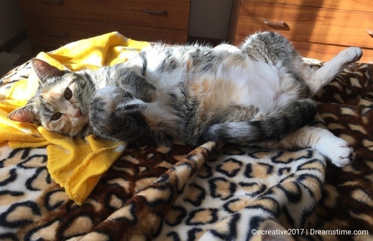 How to work with models | Feline models - Dreamstime