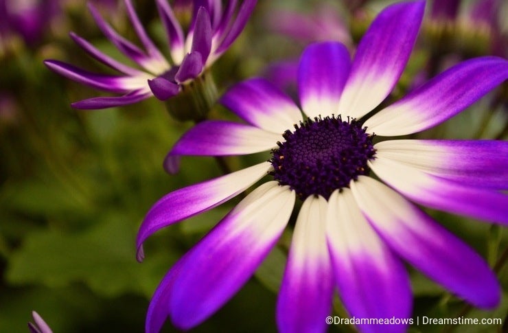 Reasons to shoot RAW format - Dreamstime