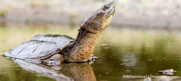 Awwww, Snap!!! - Dreamstime