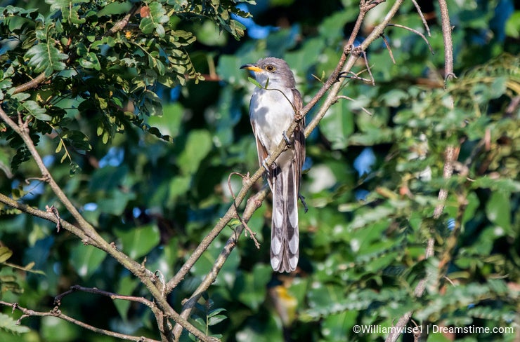 Mockingbird, mockingbird, mockingbird, Cuckoo! - Dreamstime