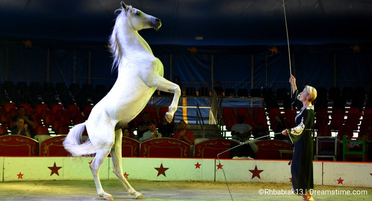 Capturing the Mighty Horse - Dreamstime