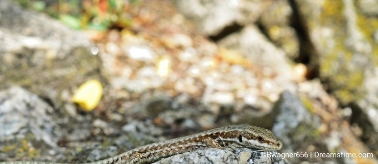 Black and white, apple green and chasing lizards - Dreamstime