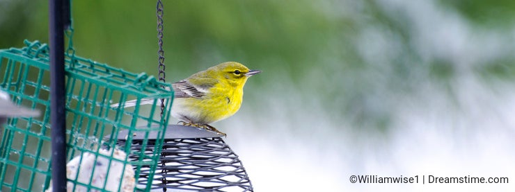 Snow Birds - Dreamstime