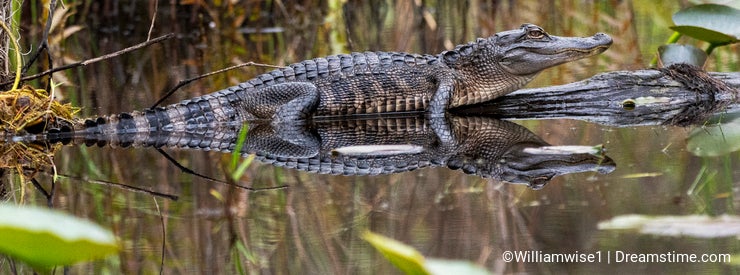 Alligator Body Armor - Dreamstime