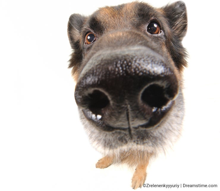 Tip of the Week: Wide-angle fun with pets and animals - Dreamstime