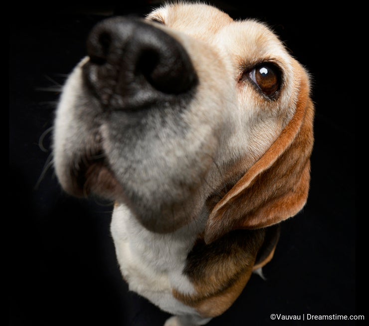 Tip of the Week: Wide-angle fun with pets and animals - Dreamstime