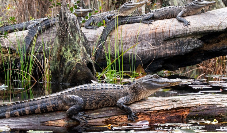 Focus Stacked Alligator Stack - Dreamstime