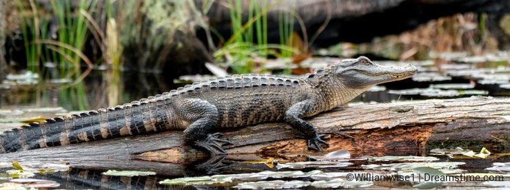 Focus Stacked Alligator Stack - Dreamstime