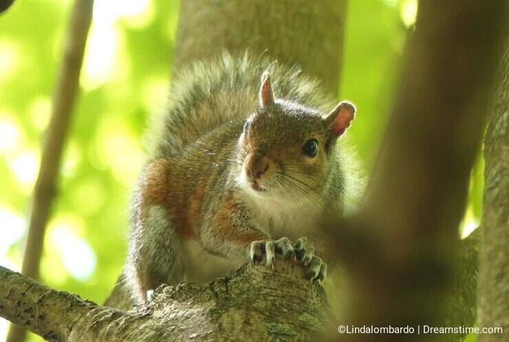 The Wild Untamed Squirrel - Dreamstime