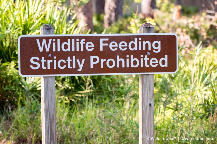Feeding the Wildlife - Dreamstime