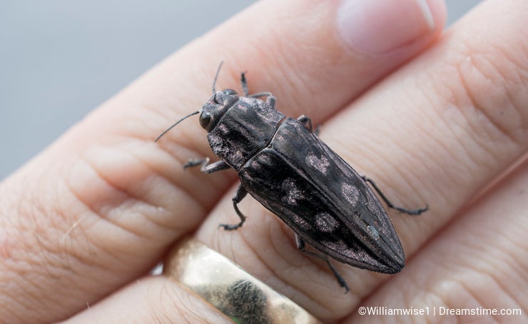 Makes Your Skin Crawl! - Dreamstime