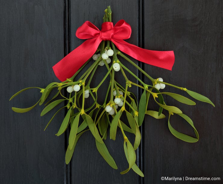 Christmas Oak Mistletoe - Dreamstime