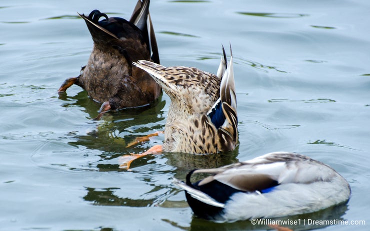 Dabbler or Diver? - Dreamstime