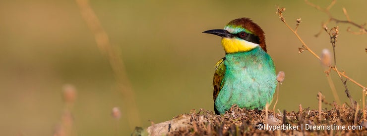 Get to know the birds of Turkey - 48 - Bee-eater - Dreamstime