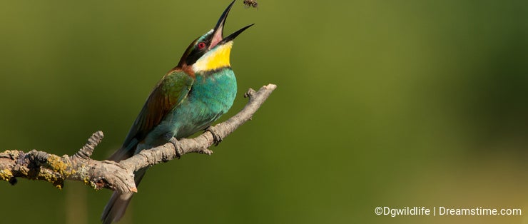 Get to know the birds of Turkey - 48 - Bee-eater - Dreamstime