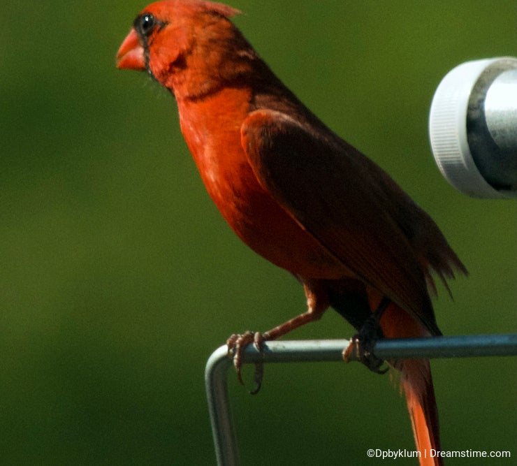 Pointing Myself In A Cardinal Direction - Dreamstime