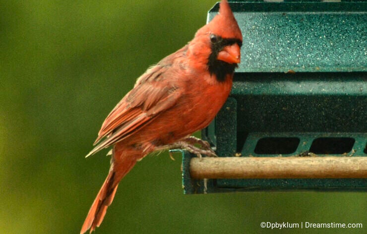 Pointing Myself In A Cardinal Direction - Dreamstime