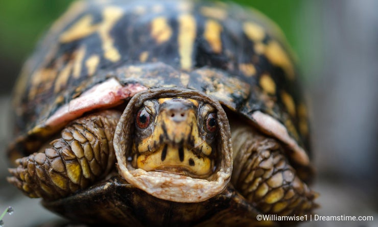 Turtle on a Fence Post - Dreamstime