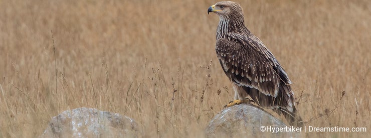 Get to Know the Birds of Turkey - 73 - Eastern Imperial Eagle - Dreamstime