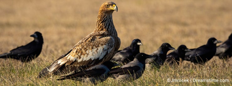 Get to Know the Birds of Turkey - 73 - Eastern Imperial Eagle - Dreamstime