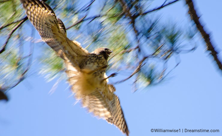 Raptor Rapture - Dreamstime