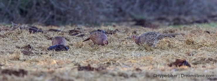 Get to Know the Birds of Turkey - 111 - Common Pheasant - Dreamstime
