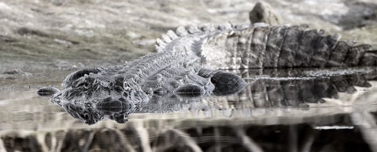 Assailed by Alligators - Dreamstime