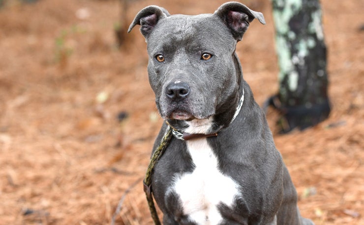 Blue Christmas - Dreamstime