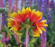 Adzuki Bean Pods, Vigna Angularis Stock Image - Image of edible, bean ...