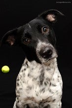 Gordana Jovic (Gogili) - Photographer profile