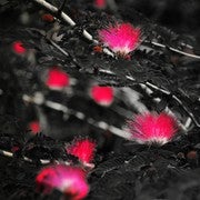 Patawee Dangsakul (Dasaku) - Photos