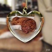 Turr stock photo. Image of boulder, white, bird, fauna - 65640392