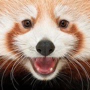 Dean Wagg (Redpandamusic) - Contributor Profile on Dreamstime