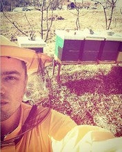 Bee Stuck in a Blossom stock photo. Image of plant, wildlife - 178038898