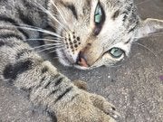 Simon Peres (Simonperesnew) - Contributor Profile on Dreamstime