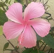 Poornima Krishnamurthy Vijayakumar (Sampoornam) - Photographer profile