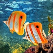 Jim Renehan (Howudointaday) - Contributor Profile on Dreamstime