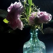 Grace Shipman (Grace7938) - Photographer profile