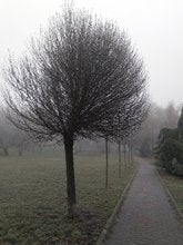 Liviu Preda (Lyvyuu) - Photographer profile