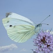 Tree Leaves and Branches among the Forest Vegetation. Unedited ...