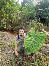 Lovely Fancy Budgies stock image. Image of bird, fabudgies - 234486845