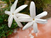 Madakande Seewali (Seewalimadakande) - Photographer profile