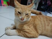 ZENAL ARIPIN (Zenalaripin120) - Contributor Profile on Dreamstime