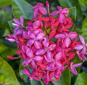 Srem Tonh (Nicepics125) - Photographer profile