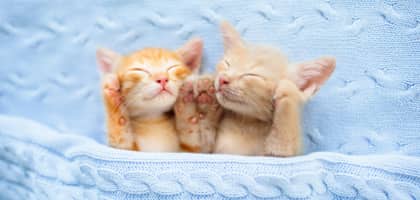 Free Stock Photos, Royalty Free Stock Images & Pictures - Dreamstime