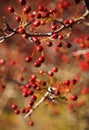 Yellow Berries On Syringa Tree Free Stock Photo - Public Domain Pictures