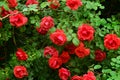 Free image of Deep orange red roses growing on a bush