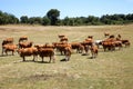 Free image of grazing cattle