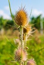 Brown Thistle Free Stock Photo - Public Domain Pictures